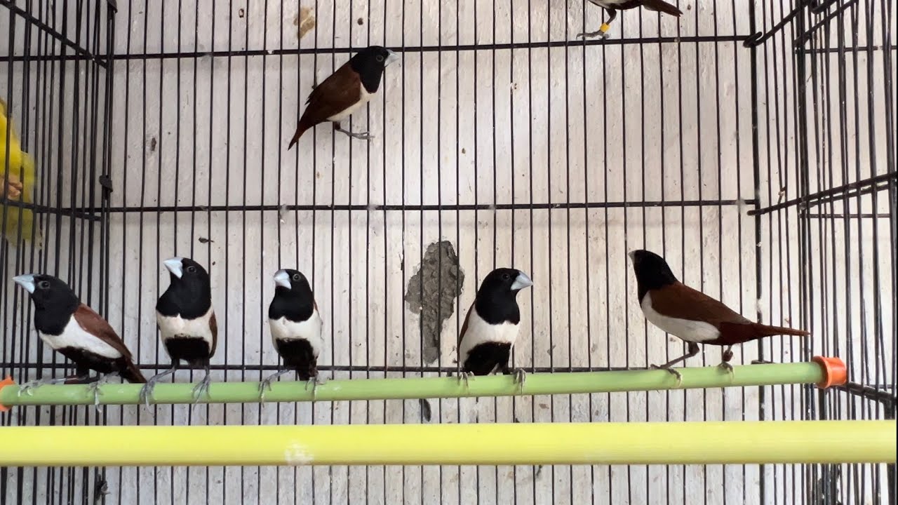 Beautiful Bengali Finches At Parachinar Birds Market |Black Monia ...