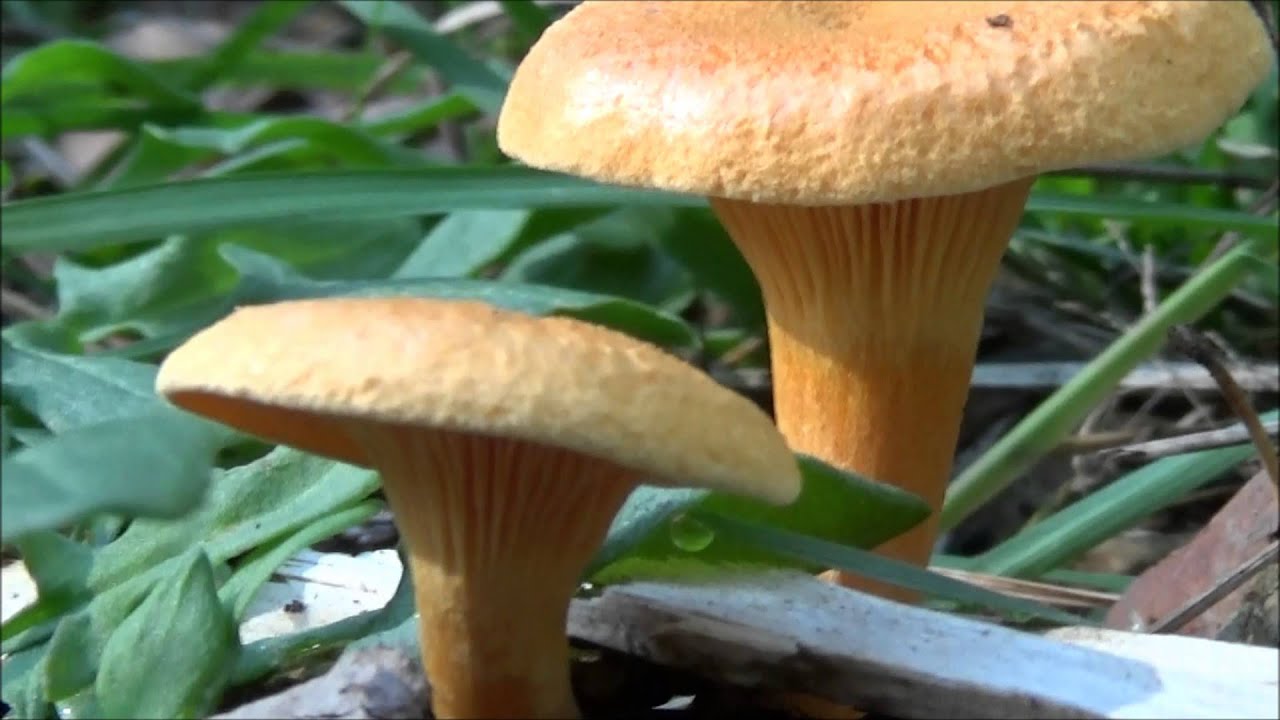 Der falsche Pfifferling (Hygrophoropsis aurantiaca) - YouTube
