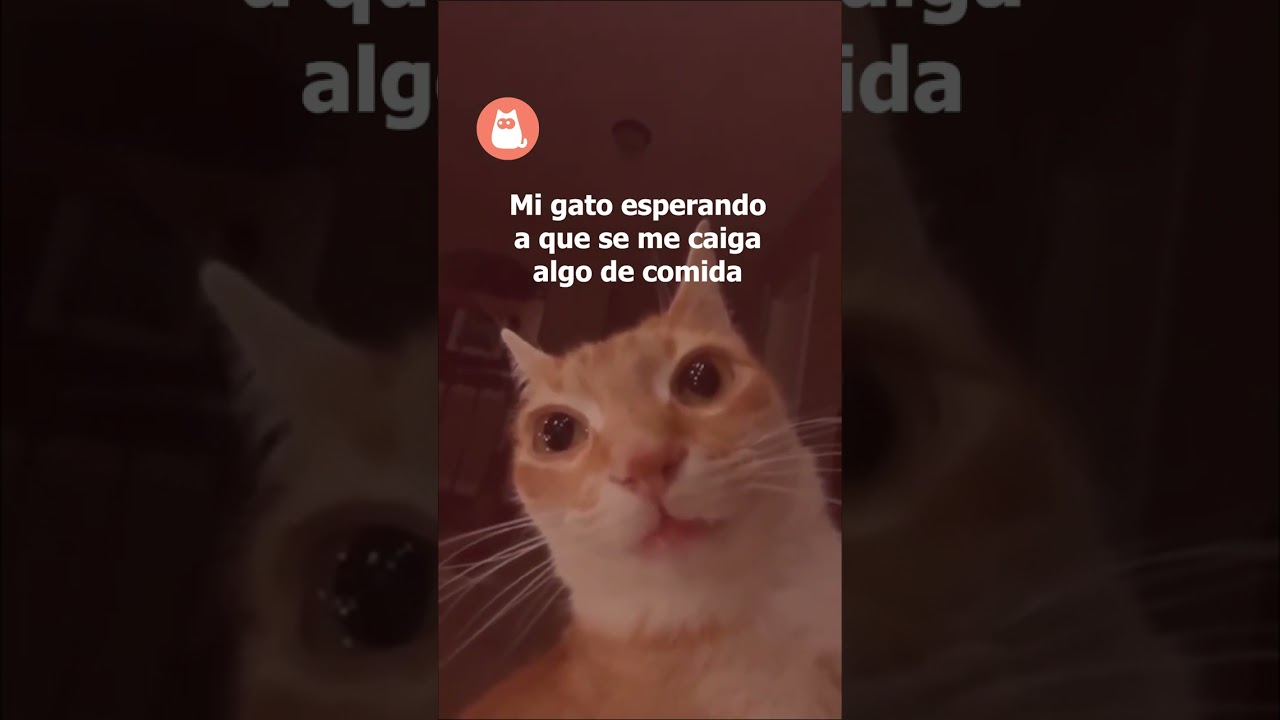 Gato Esperando Meme