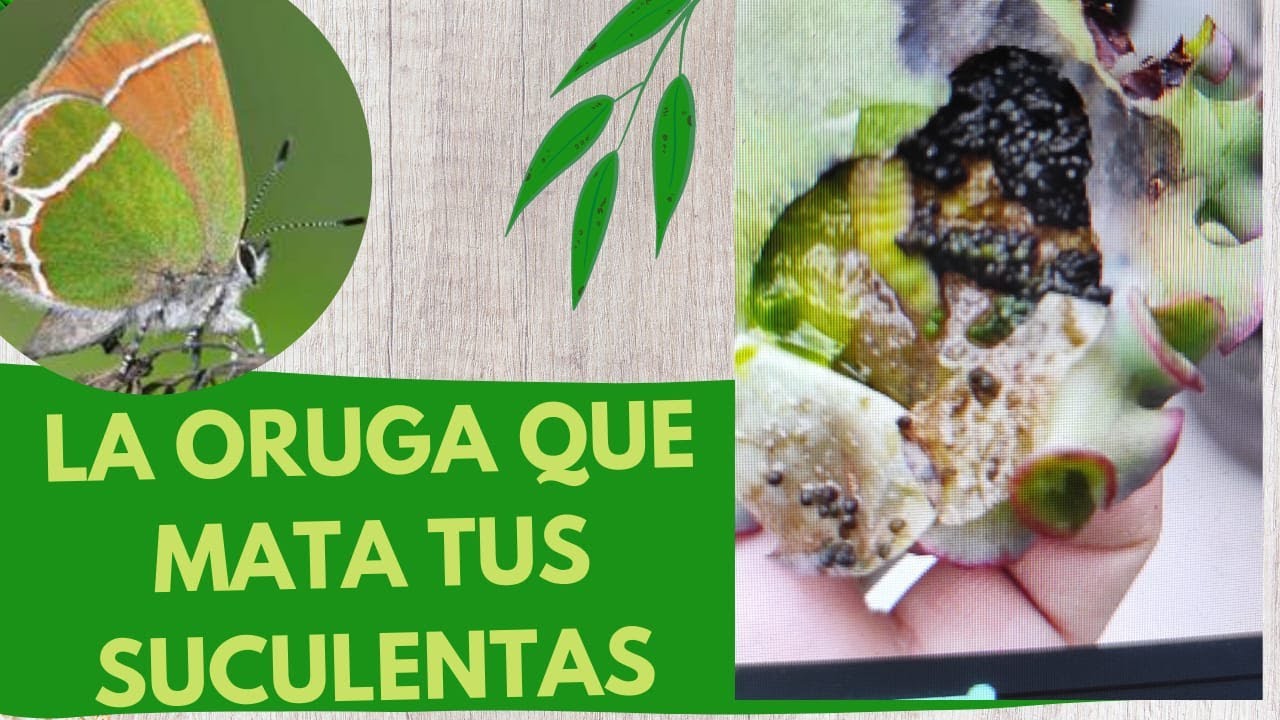 ORUGA LA PLAGA MÁS MORTAL callophrys xami, CONOCE TODO SOBRE ELLA PARTE ...