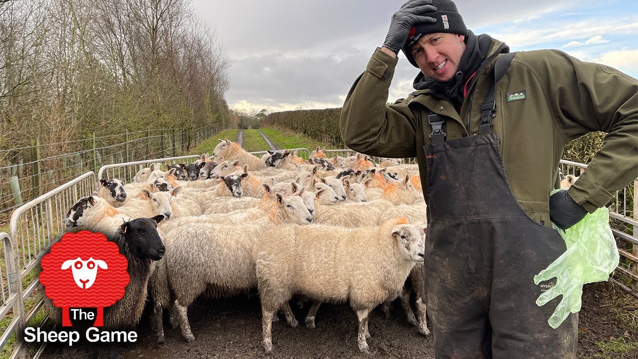 WHAT DO I SEE WHEN I PREGNANCY SCAN SHEEP? - YouTube