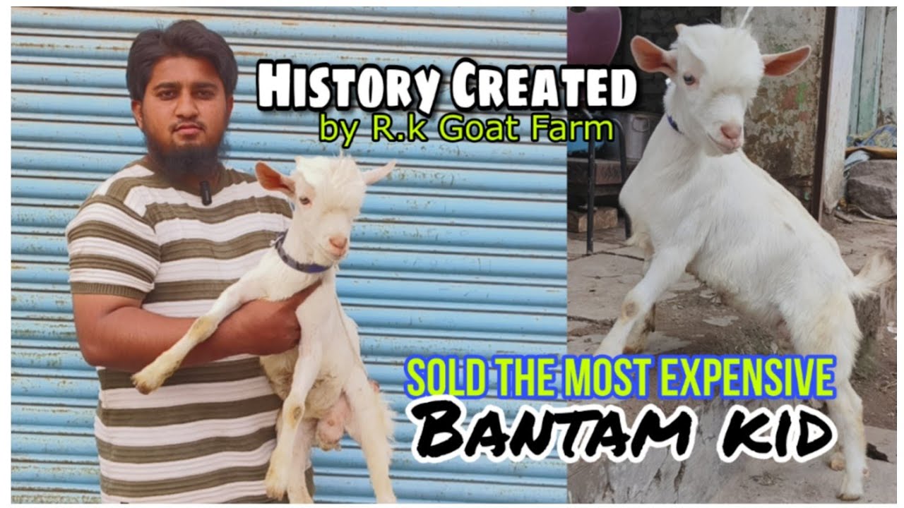 R.k goat farm Aurangabad Presents Best Quality Buff Wala Bantam male ...