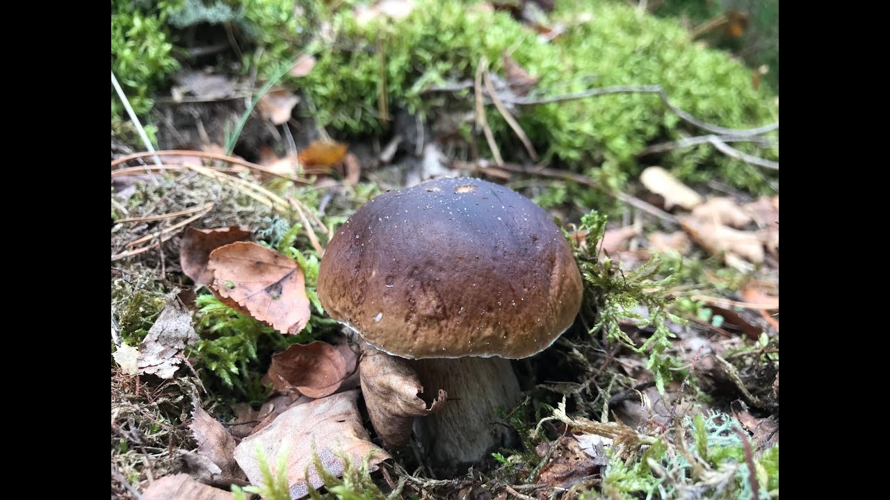 Grzyby Borowiki na drogach i przy drogach Grzybobranie 02.10.2025 - YouTube