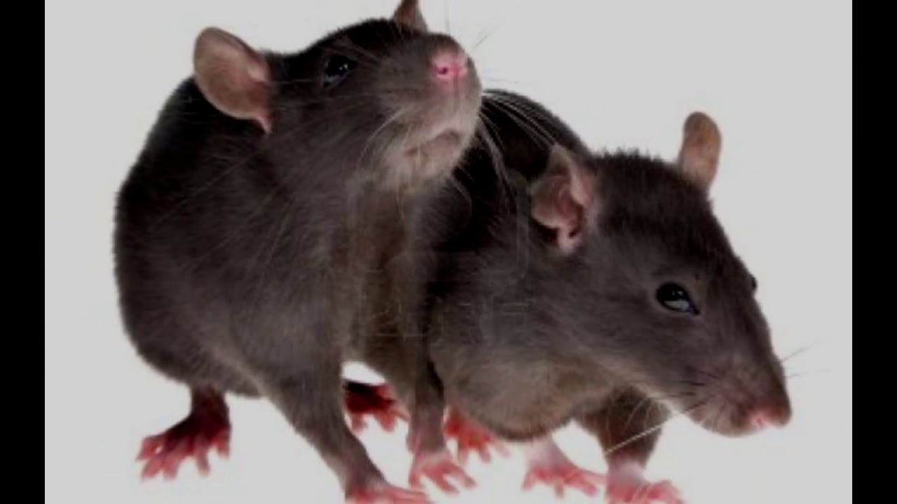 La rata gigante de la merced en el nuevo canal ☠ cloud of arlequin ...