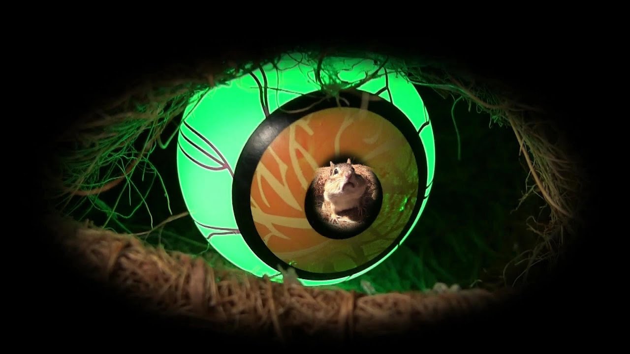 Alien & The Chipmunk - YouTube