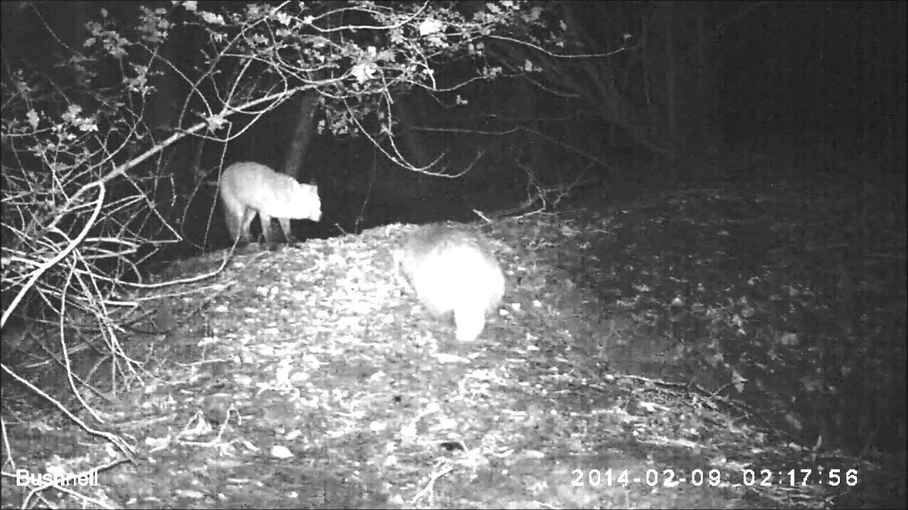 FOX BITES BADGERS TAIL FEB 2014 - YouTube