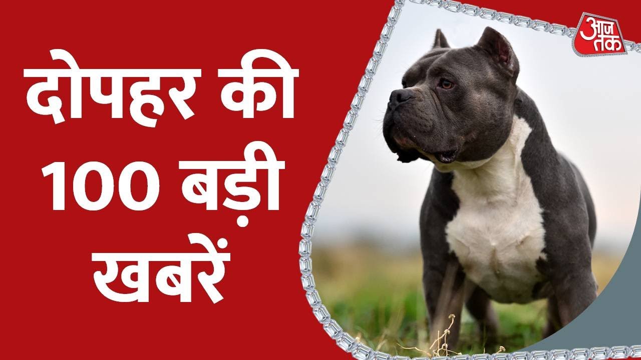Aaj Tak Top 100 News: Pitbull Dog | Bulldozer | Sonali Phogat | Nonstop ...