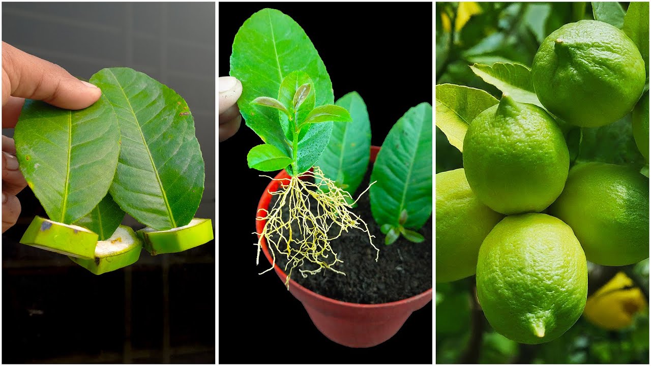 How to grow lemon tree form lemon tree leaves in raw banana || Lemon ...