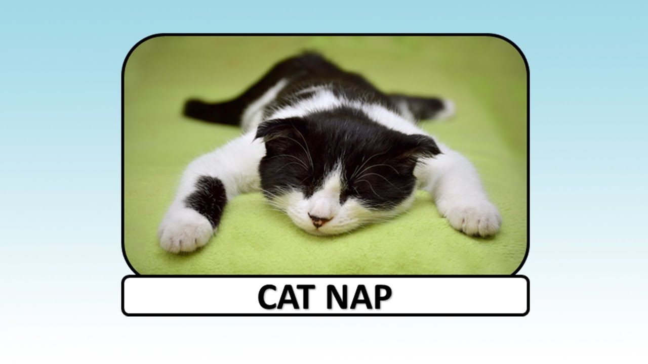 Cat Collection - Cat Nap - YouTube
