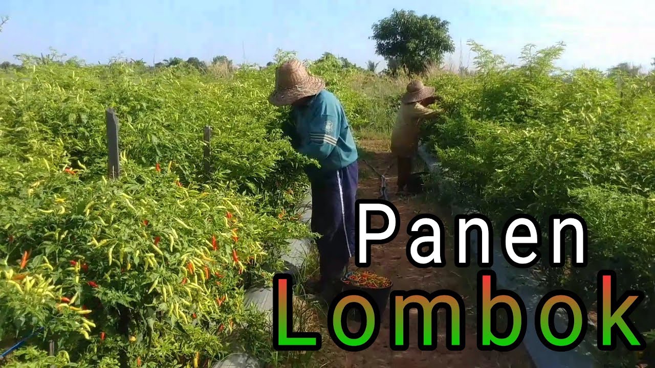 Panen Lombok I Si Bandel ABC . - YouTube