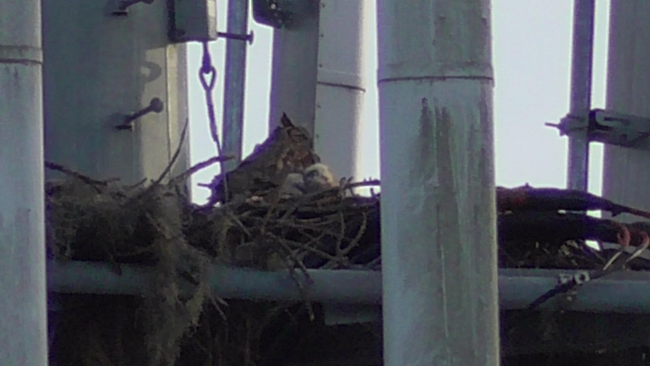 Church Owls, 2019/2020, SW Florida. A good look at Thing One and Thing ...