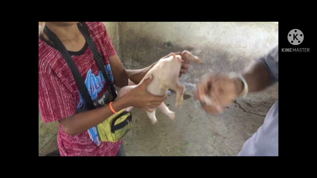 How to Inject Iron for 3 days old Piglet || by: Pav’z108 tv - YouTube