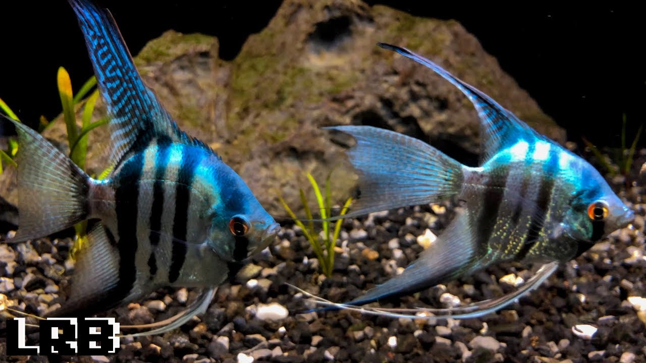 Aquarium Co-op Fish Room Water System for All His Aquariums and Ponds ...