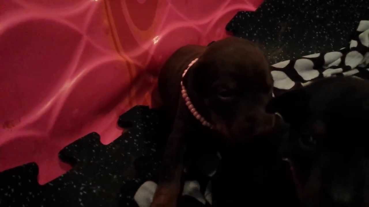 Dobie pups at 17 days - YouTube