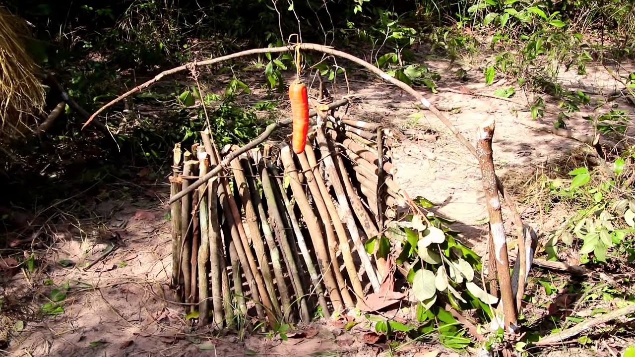 Creative Rabbit Trap Primitive Technology - YouTube