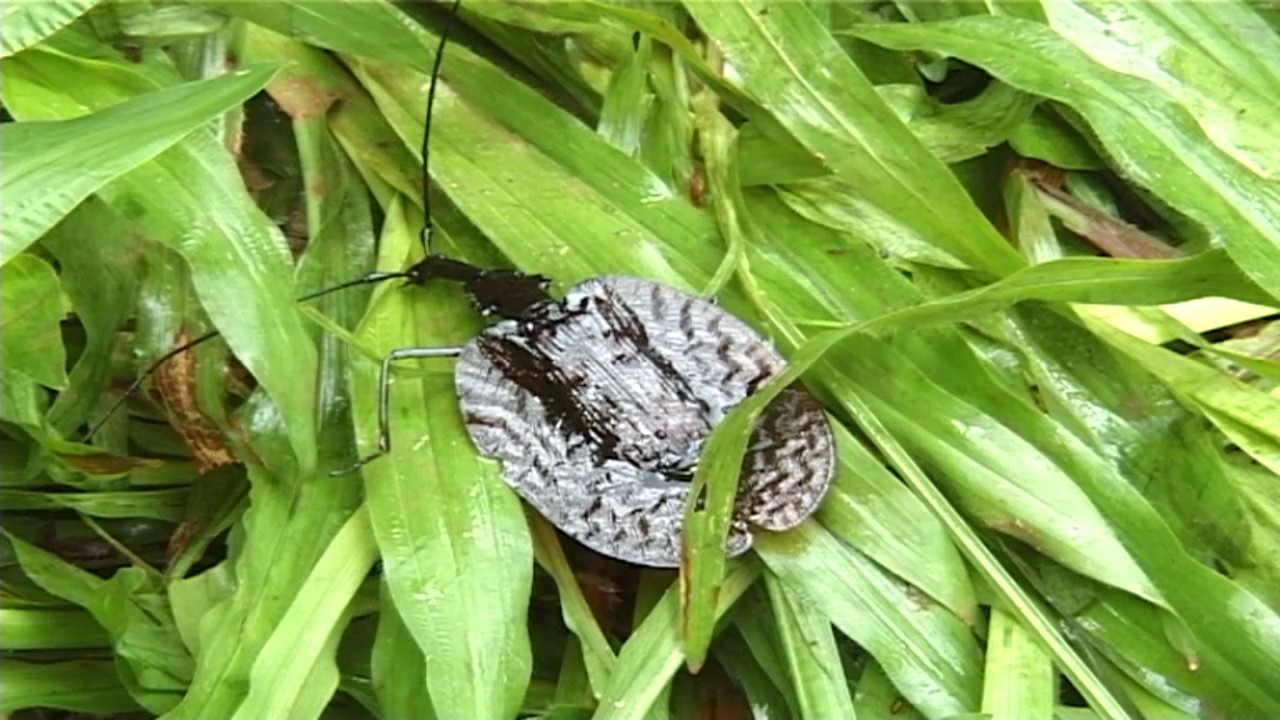 BLACK insect 01 03 (11 sec) - YouTube