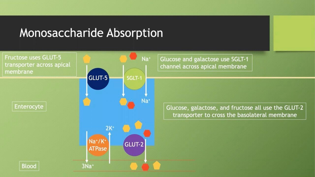GI Lecture Series, Part 5: Small Intestine - YouTube
