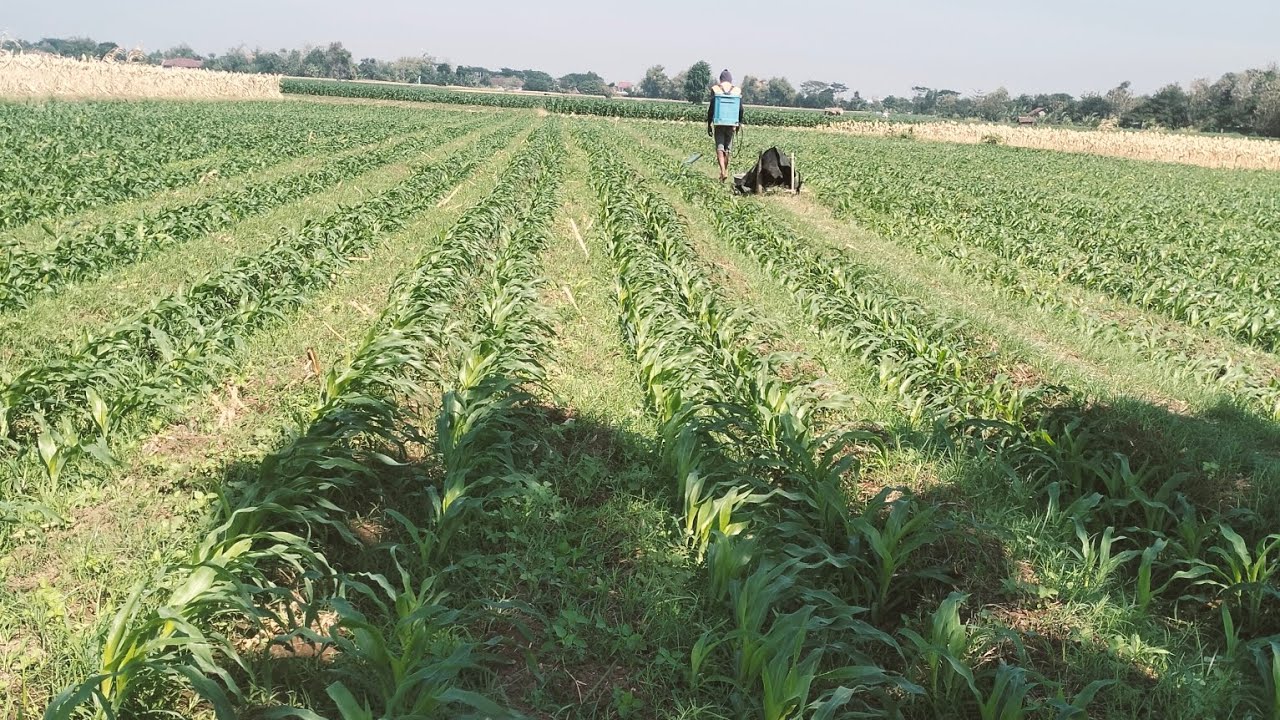 Penyemprotan Rumput Jagung Dengan " ROUNDUP " NK Pendekar Sakti Usia 23 ...