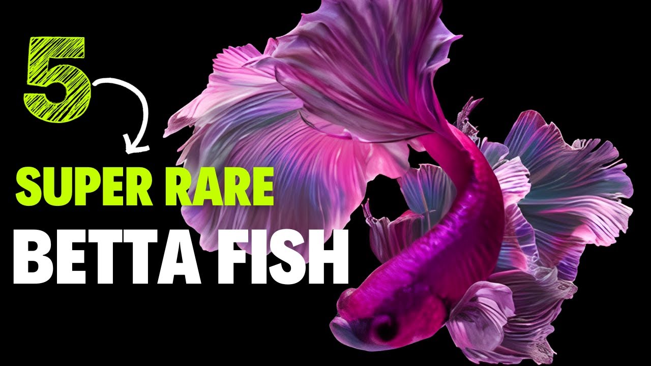 Top 5 Super Rare Betta Fish - YouTube
