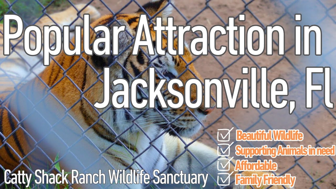Popular Attraction in Jacksonville, Fl || Catty Shack Ranch Wildlife ...
