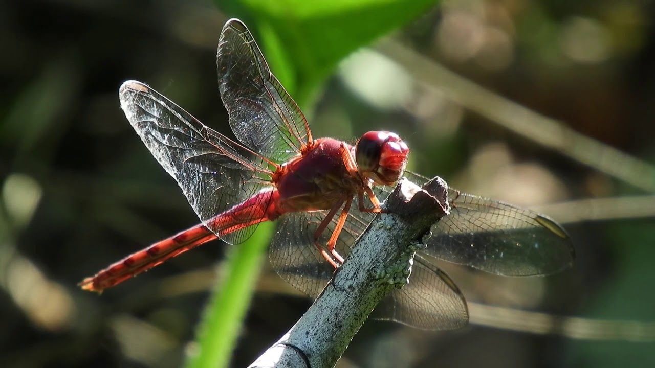 A incrível vida dos insetos na Natureza - YouTube