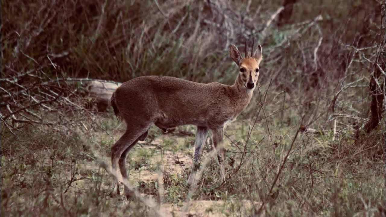 Your 5 Facts About The Duiker - YouTube