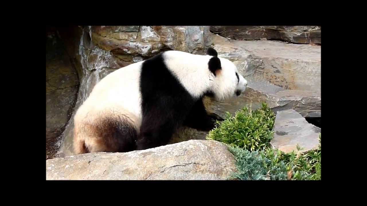Wang Wang Giant Panda short video - YouTube