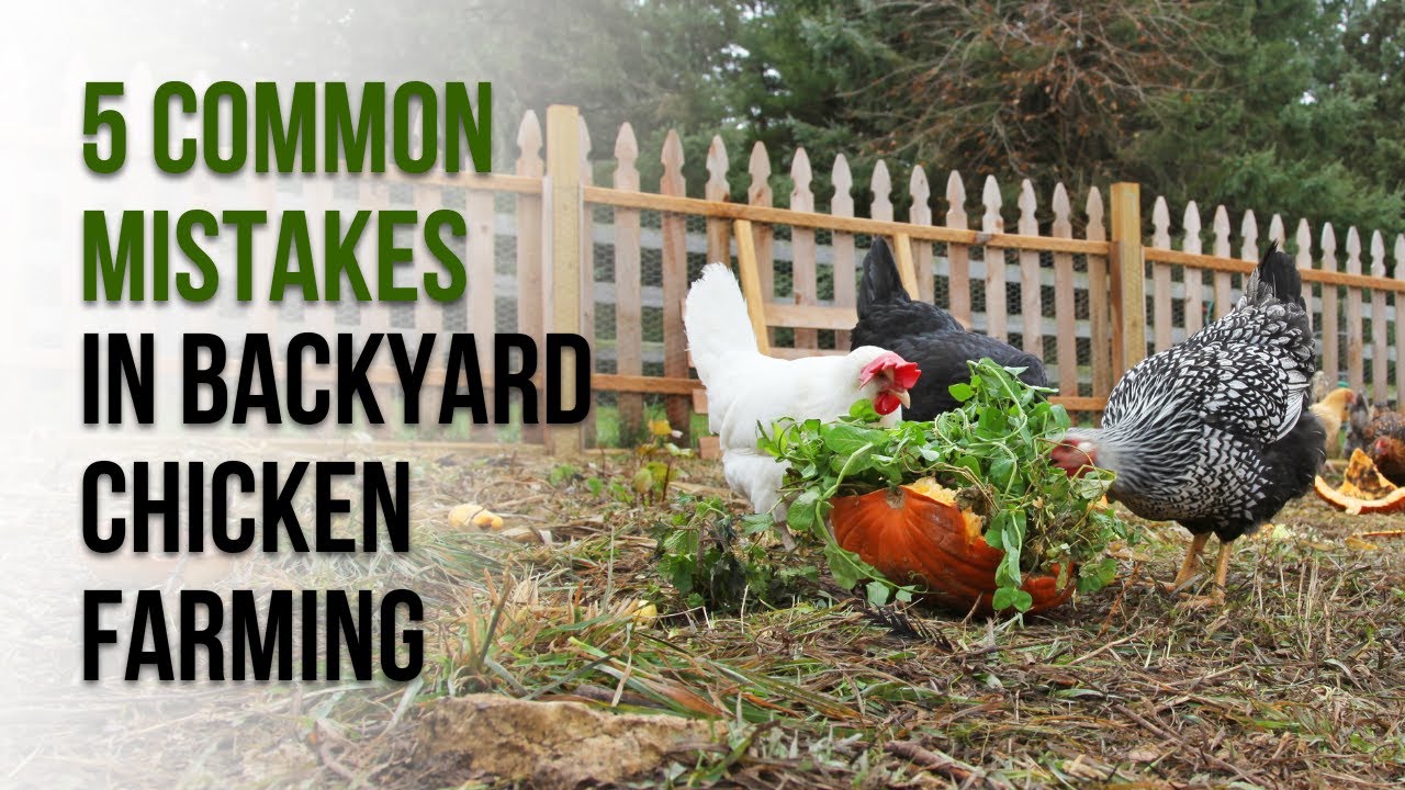 Avoid These 5 Common Mistakes in Backyard Chicken Farming - YouTube
