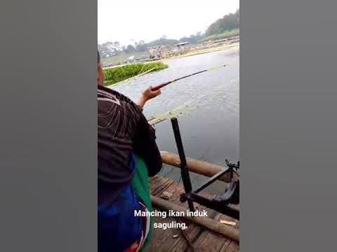 Mancing ikan monster saguling - YouTube