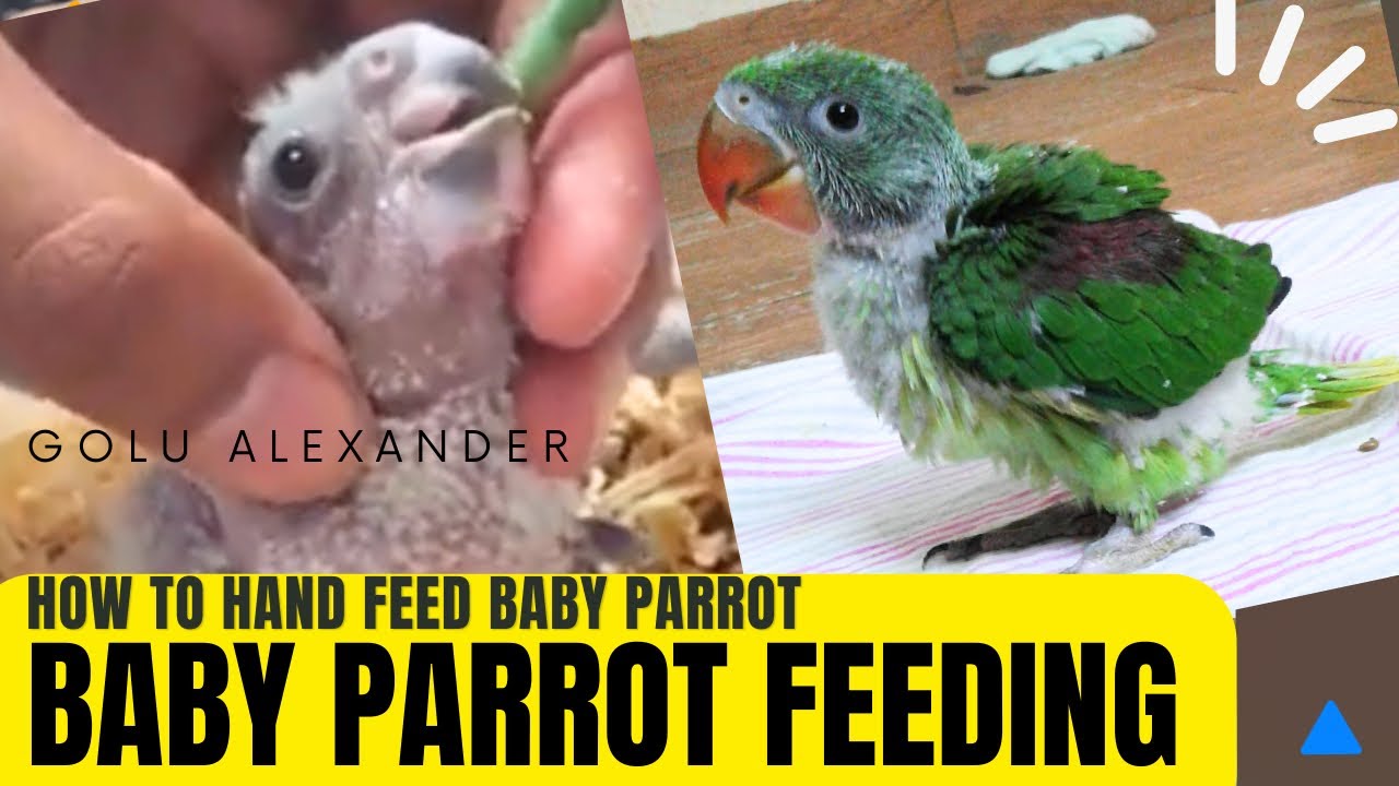 Parrot feeding || Baby Parrot feeding time #babyparrot #babyparrotcare ...