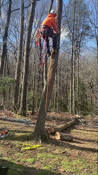 Enseñando cómo escalar árboles - YouTube