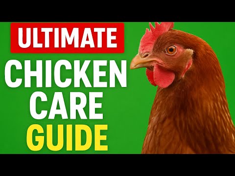 HOW TO CARE FOR CHICKENS (The Comprehensive Guide) - YouTube