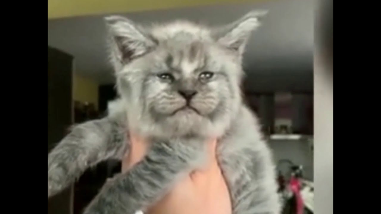 Woman’s Maine Coon cats have oddly human face - YouTube