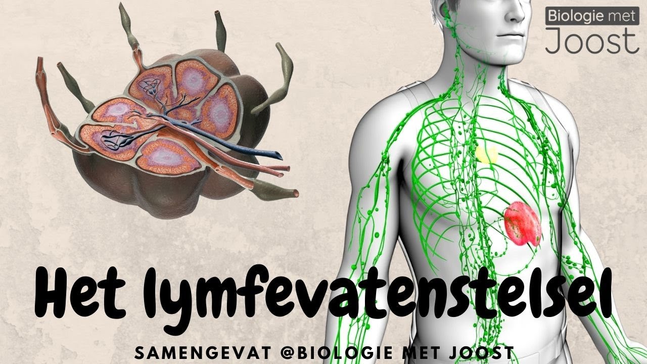 Het lymfevatenstelsel | Samenvatting - YouTube