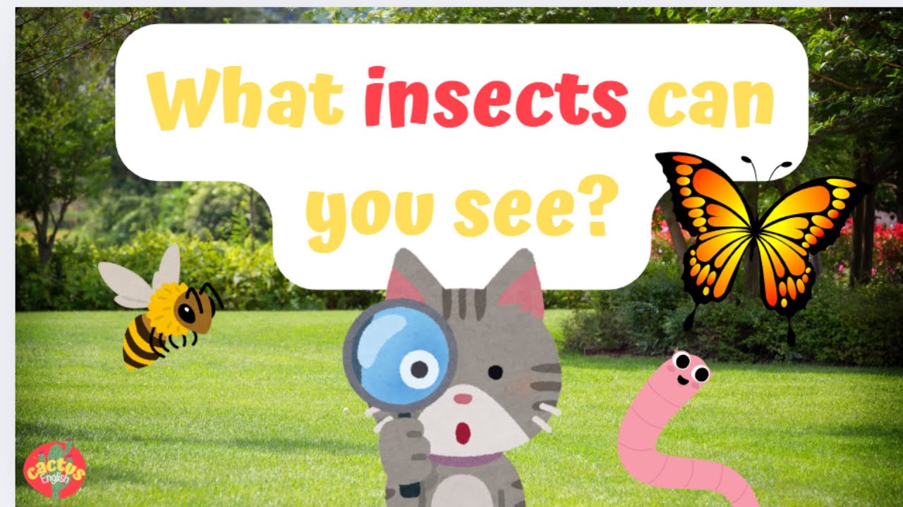 Insects/ bugs | What do you see? | ESL - YouTube