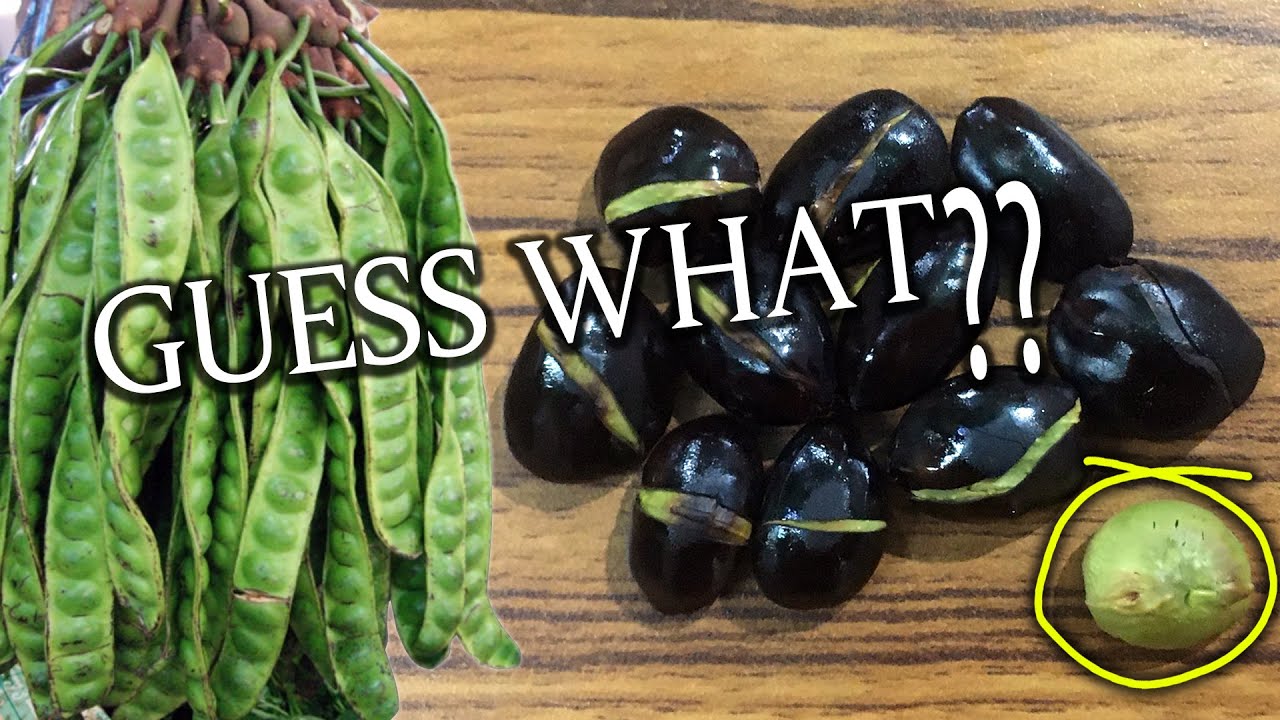 Yongchak Maru Ngouba | Dry Tree Bean Seeds Roast Recipe - YouTube