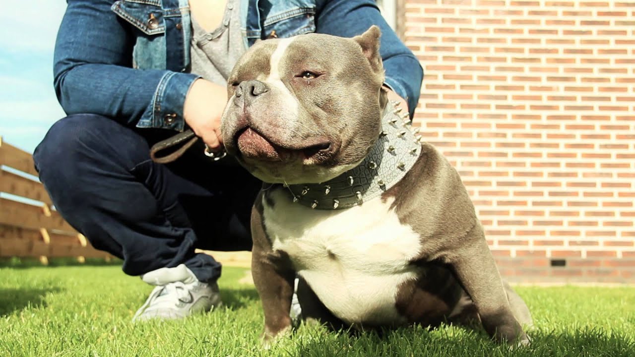 Lucky Luciano's Bully Breeding Promo - YouTube