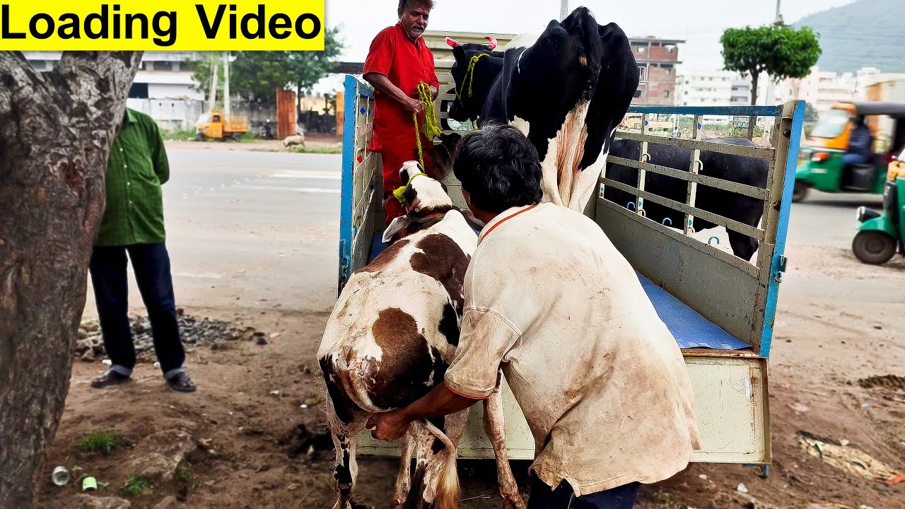 Cow Sold | Loading on Mini Truck | Cow Video | Animal Transportation ...