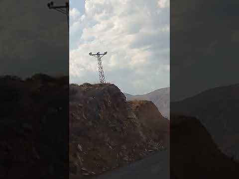 Keklik sürüsü yolu kapattı