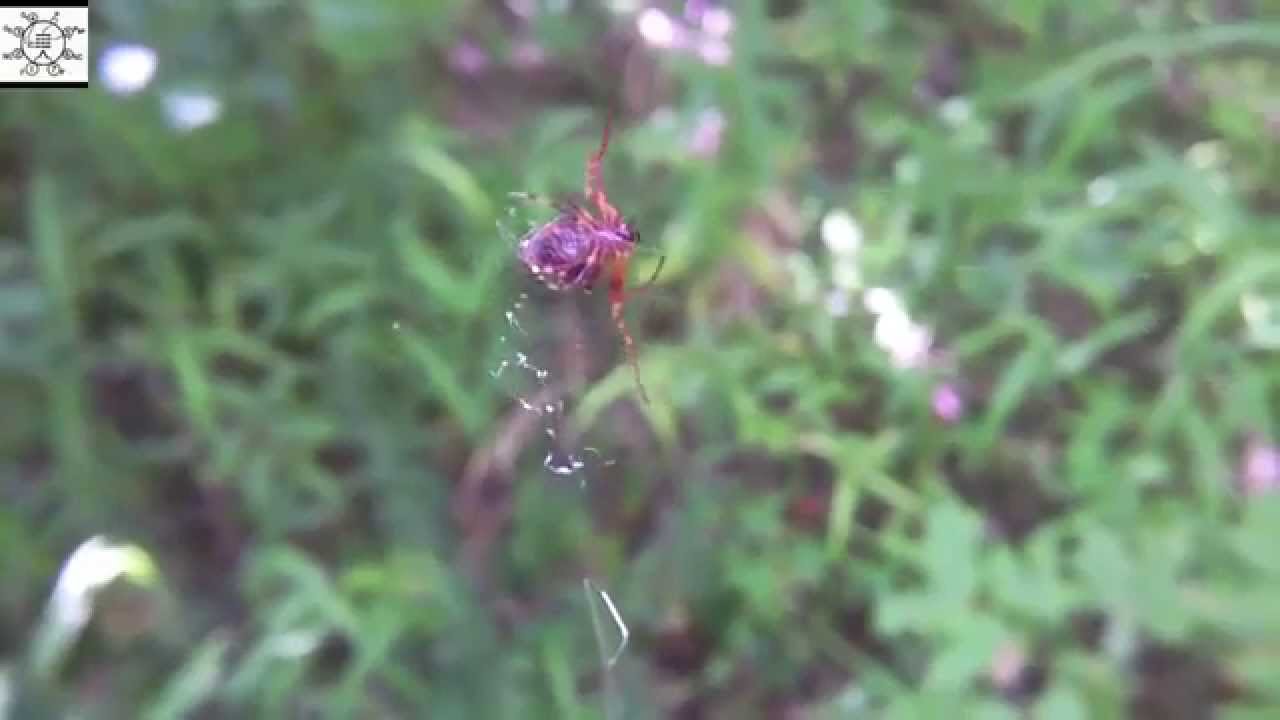 Arrowhead Spider - Verrucosa arenata - YouTube