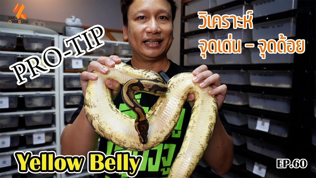 PRO-TIP วิเคราะห์ จุดเด่น-จุดด้อย - YELLOW BELLY - YouTube