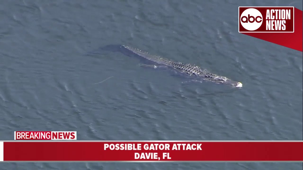 Gator dragged woman into lake, arm found inside - YouTube