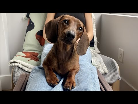Mini dachshund getting tricked (dog pranks) - YouTube