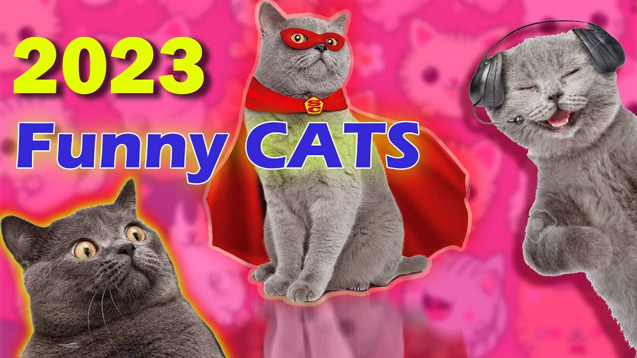 Cats Make You Laugh Compilation ππ 2023 Viral Videos Funny Shark