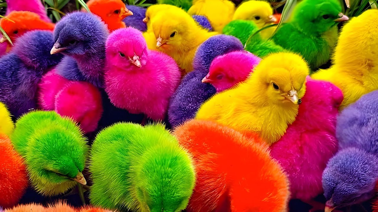 Catch cute chickens, colorful chickens, crazy rainbow chickens, rabbits ...