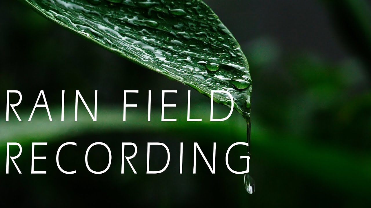 Symphony of Nature Rain and Field Rerecording | Thunder Rain Recording ...