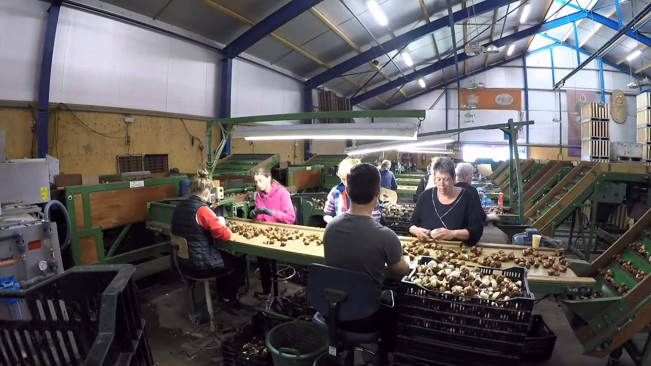 Bollen pellen bij van Meer - YouTube