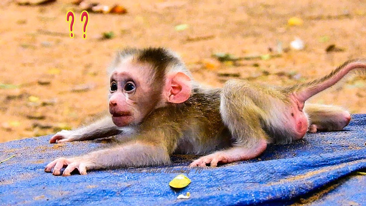 M.O.G!! What happen with Baby Monkey LEO? Is he already learning to ...
