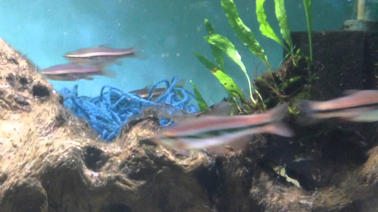 Rasbora patrickyapi - YouTube