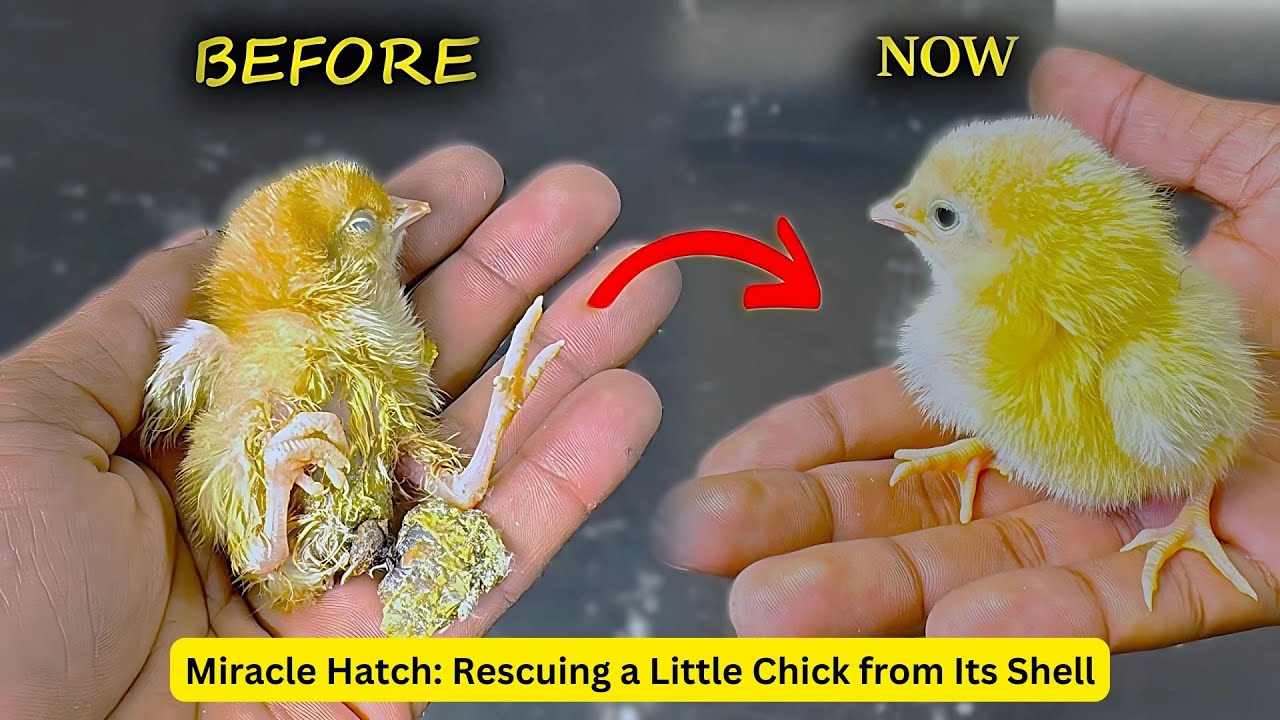 Successfully Saved the life of Baby Chick from Its Shell #chickrescue # ...